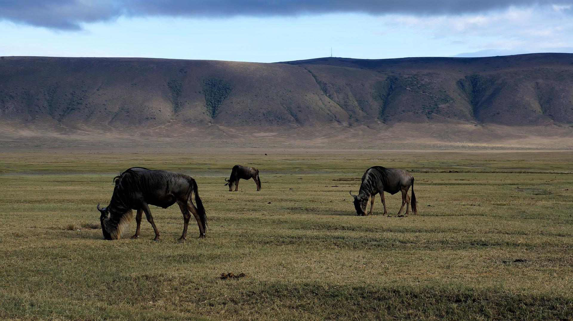 4 Day Tour to Tanzania Ngorongoro Crater - AGEMA Tours and Safaris Limited
